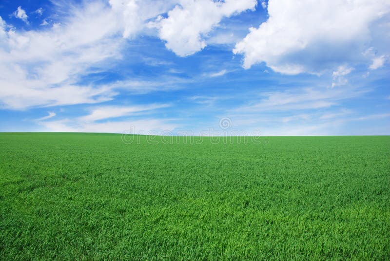 Grassy field stock image. Image of horizon, meadow, landscape - 9455931