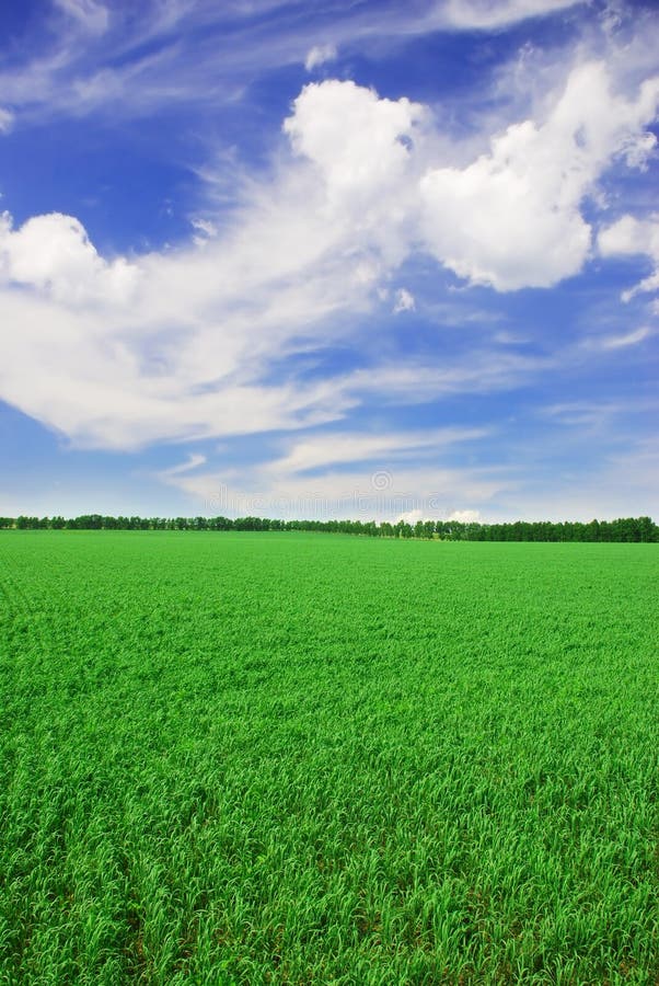 Grassy field stock image. Image of horizon, meadow, landscape - 9455931