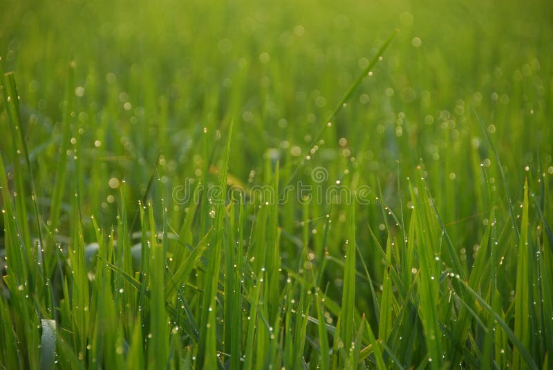 Grassy Field Picture. Image: 8389128