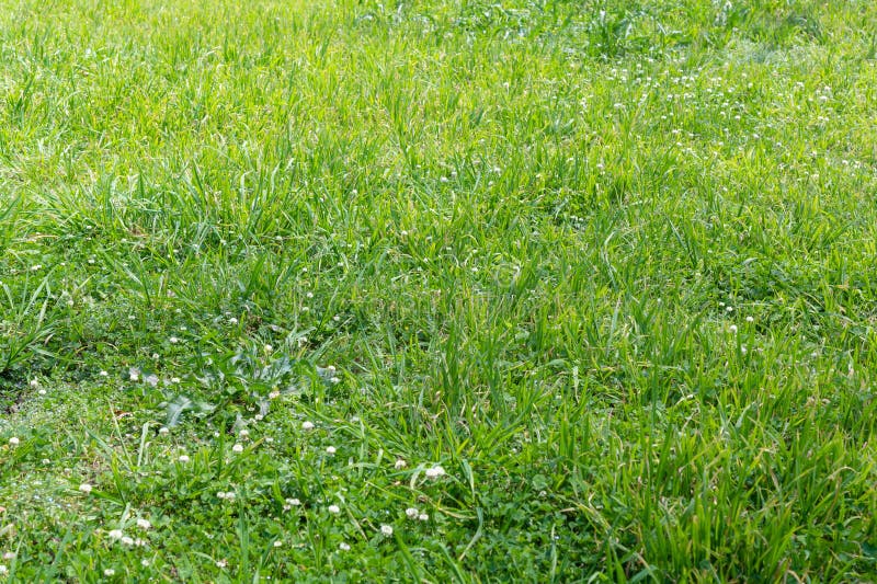 Spring grassy Field stock image. Image of green, land - 311783211