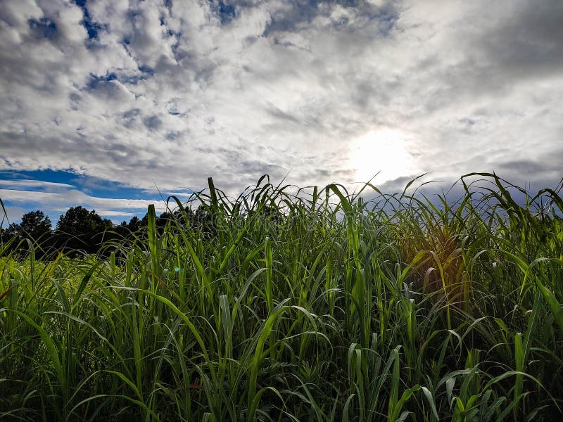 Grassy Field and Beautiful Sky Stock Image - Image of grass, skies ...