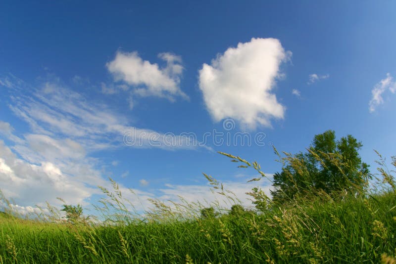 Grassy Field and Clouds on Windy Summer Day Stock Image - Image of ...