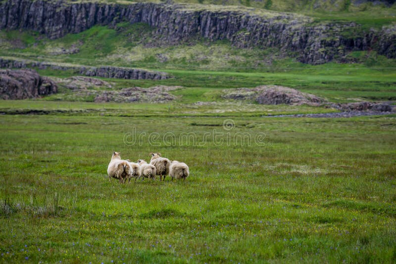 Five Sheep Waiting for a Ride at the Bus Stop Stock Photo - Image of ...