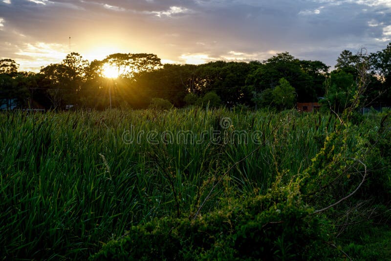 Grassy Field and Green Trees in the Distance with the Sun Shining ...
