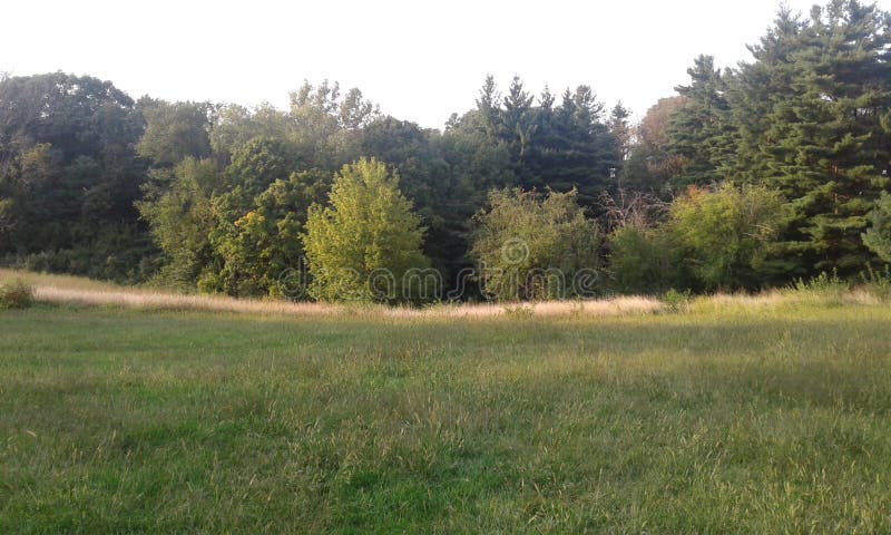 Grassy Field stock image. Image of forest, land, field - 125694389