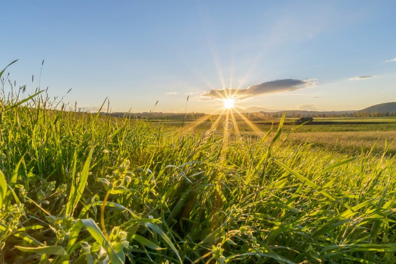 Grassy field at sunrise stock photo. Image of horizon - 71924638