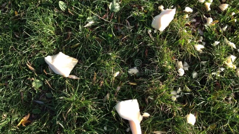 Grassy Field with a White Object on the Ground Stock Footage - Video of ...