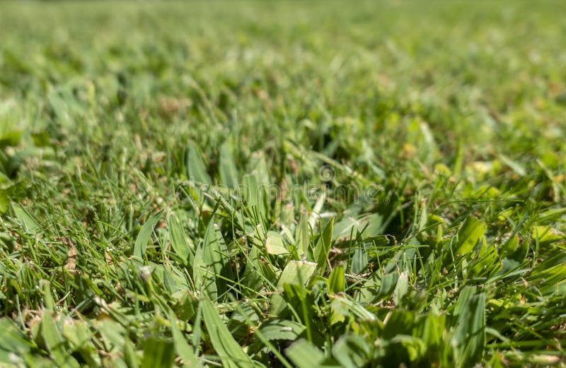 The grassy floor stock photo. Image of wildflower, growth - 278936224
