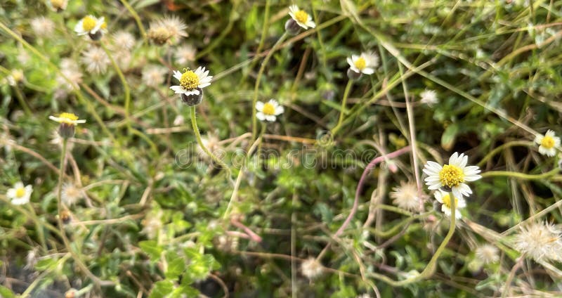 Grassy Flowers in the Meadow with Daisy Flower Stock Photo - Image of ...