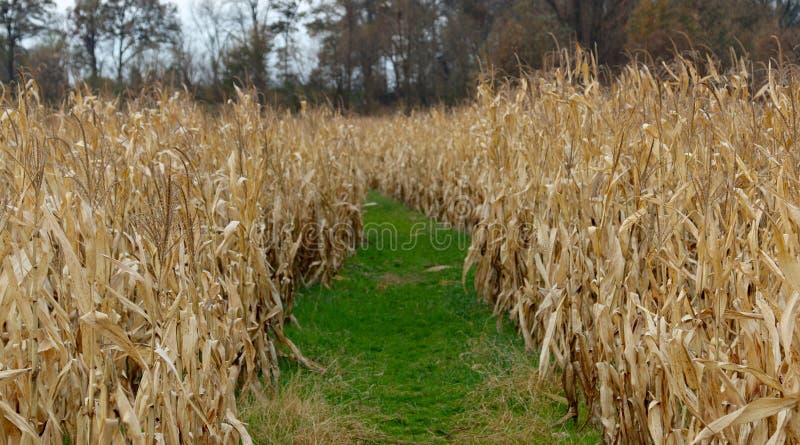 Grassy Foot Path through a Corn Field Stock Photo - Image of farming ...