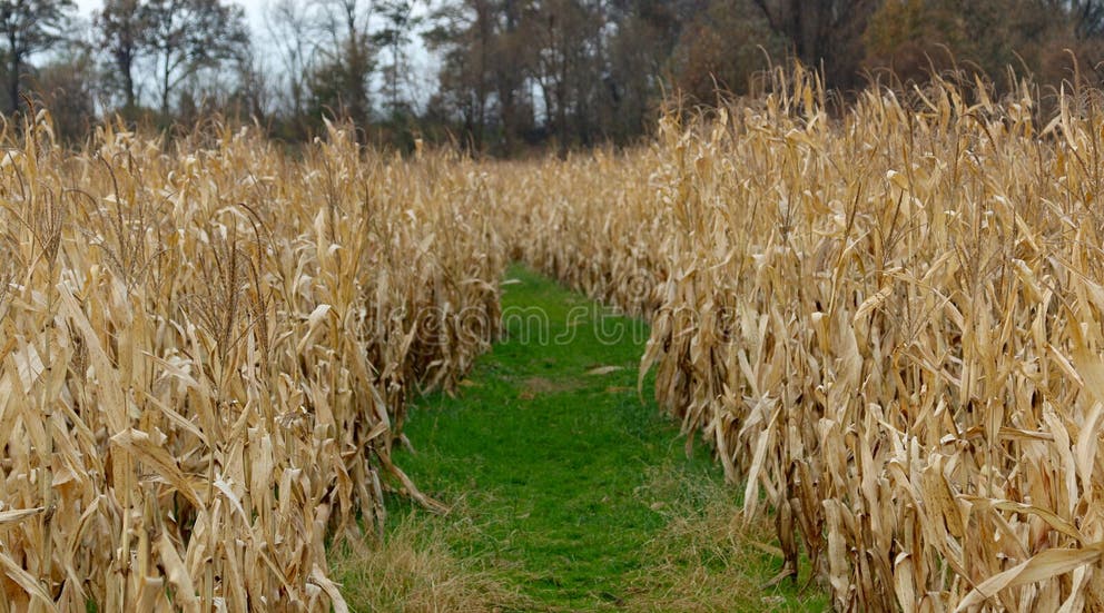 Grassy Foot Path through a Corn Field Stock Photo - Image of farming ...
