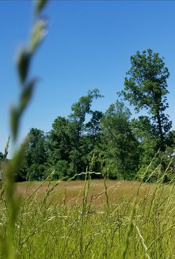 Grassy Green Land stock image. Image of land, trees - 154594769