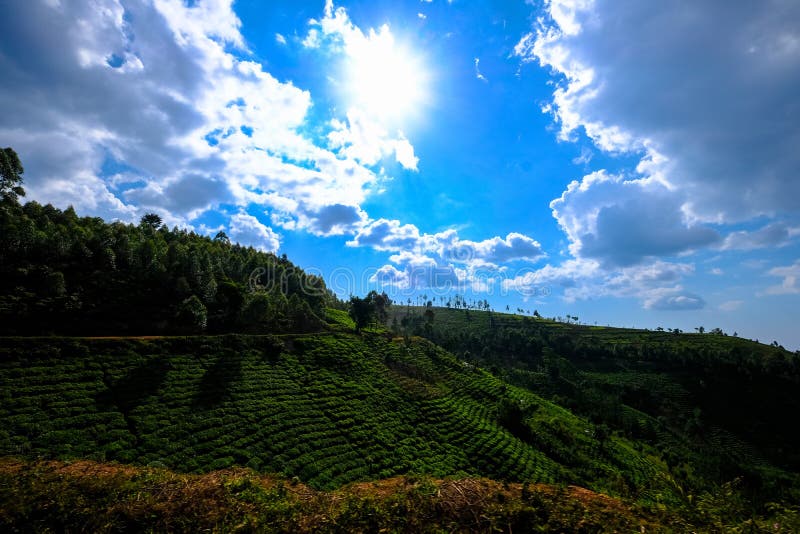 Grassy Hill with Trees and Clouds in a Blue Sky Stock Photo - Image of ...