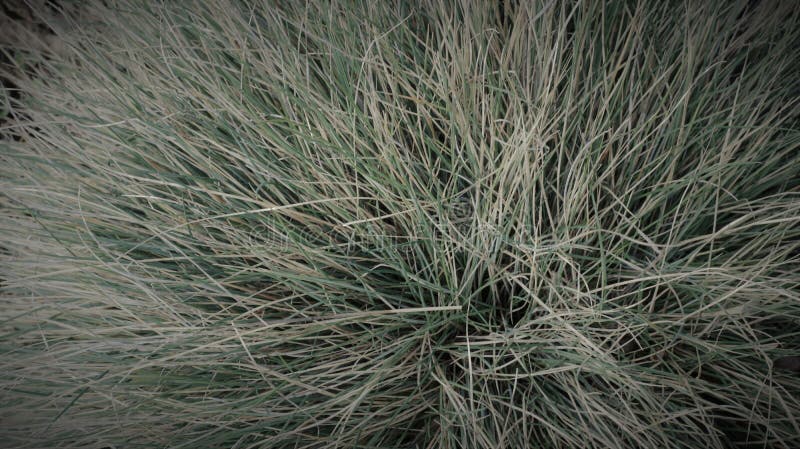 Graphic Resource with Natural Grass Elements Stock Photo - Image of ...