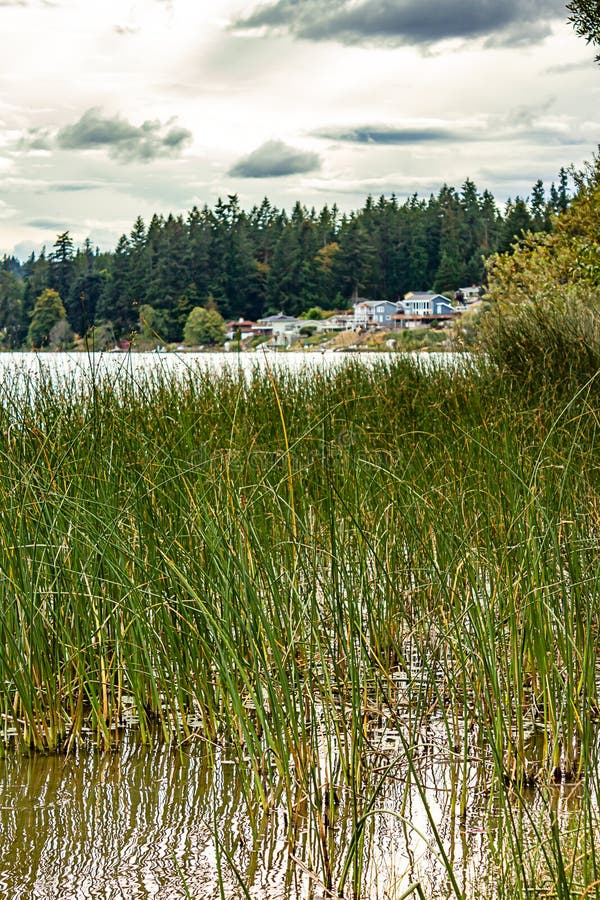 A Grassy Lake that is Surrounded in Trees Stock Photo - Image of ...