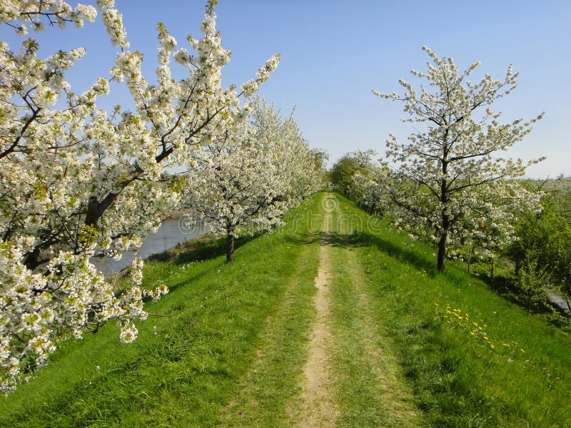 Grassy Lane on a Fall Afternoon Stock Photo - Image of grass, shining ...