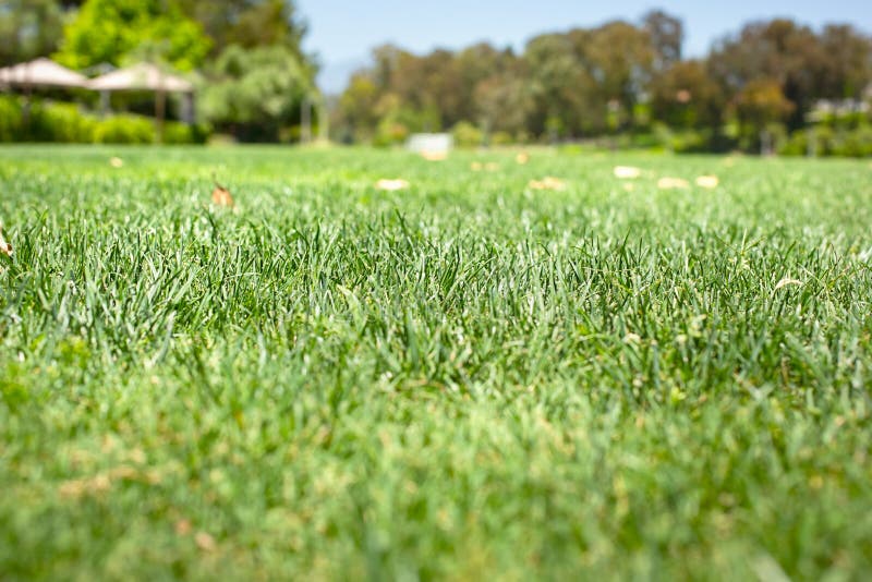 Grassy lawn stock image. Image of ground, sports, outside - 187461975