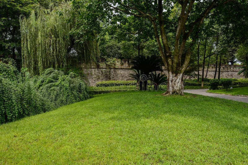 Grassy Lawn in Tree Shade on Sunny Day Stock Image - Image of green ...