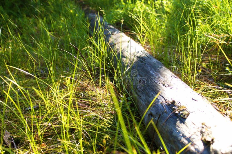 Grassy Log in the Russian Forest Stock Image - Image of grass, forest ...