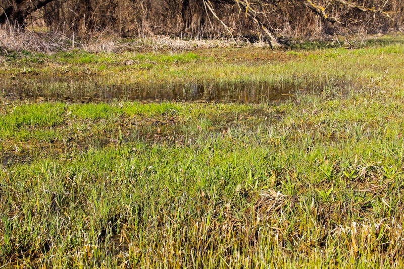 Grassy Marshland with Standing Water Stock Image - Image of moist, land ...