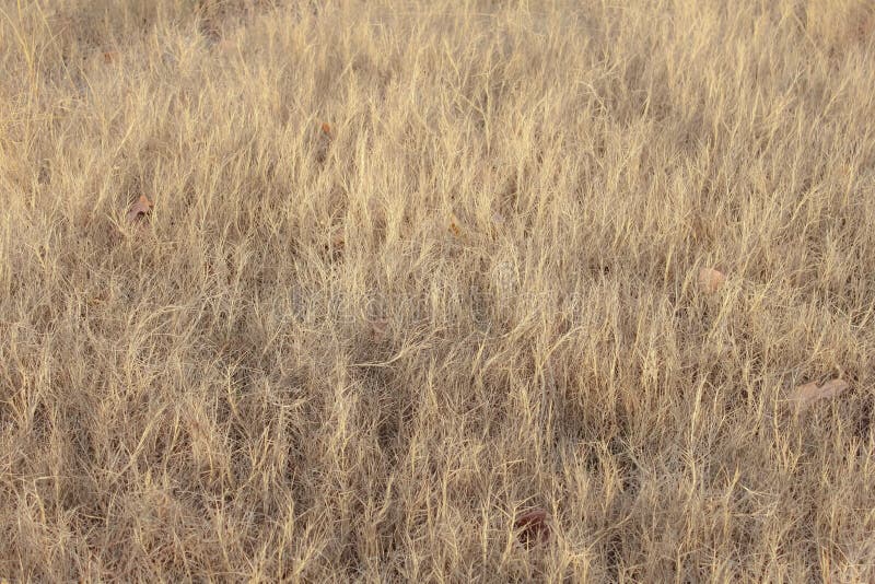 Grassy Meadow on the Background Image of the Dry Season. Stock Photo ...