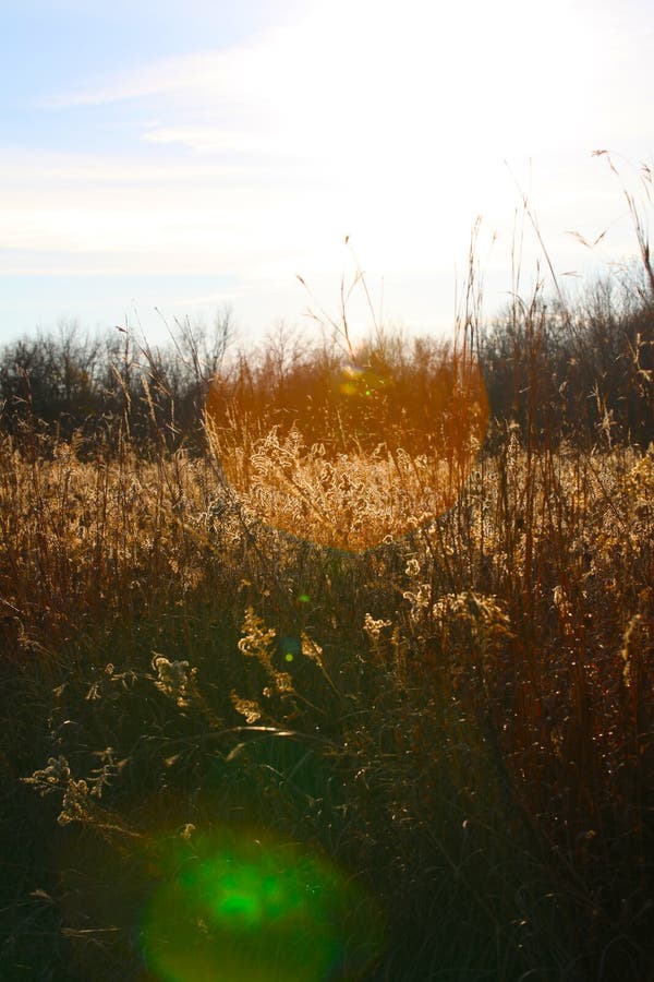 Grassy meadow stock image. Image of sunny, flare, blue - 35670345