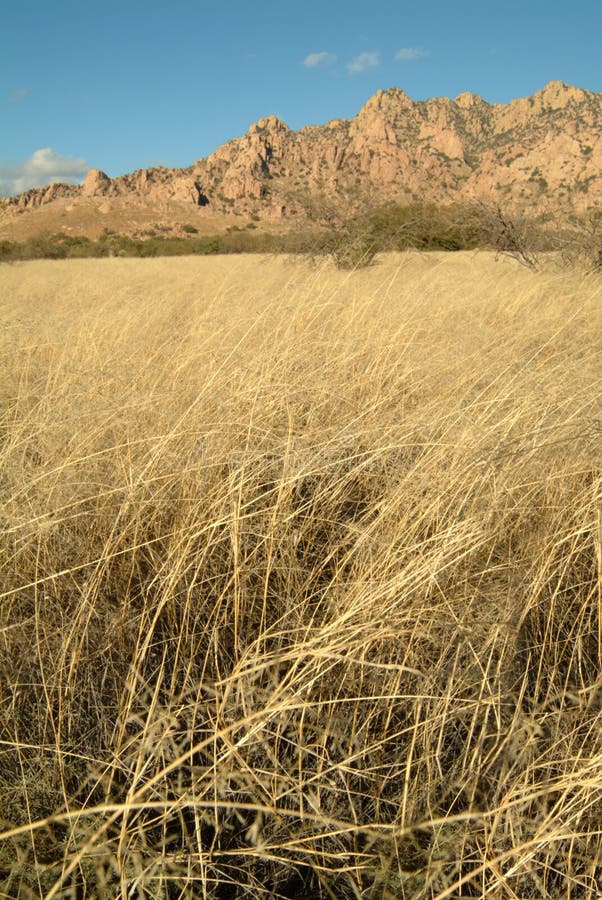 Grassy Meadow and Mountains Stock Photo - Image of arizona, field: 5557306