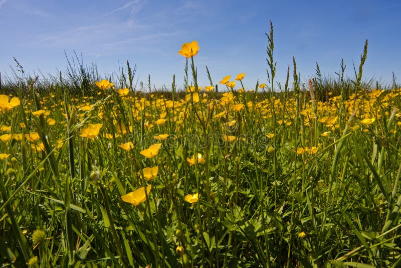 Grassy meadow in spring stock photo. Image of leaf, plant - 31455604