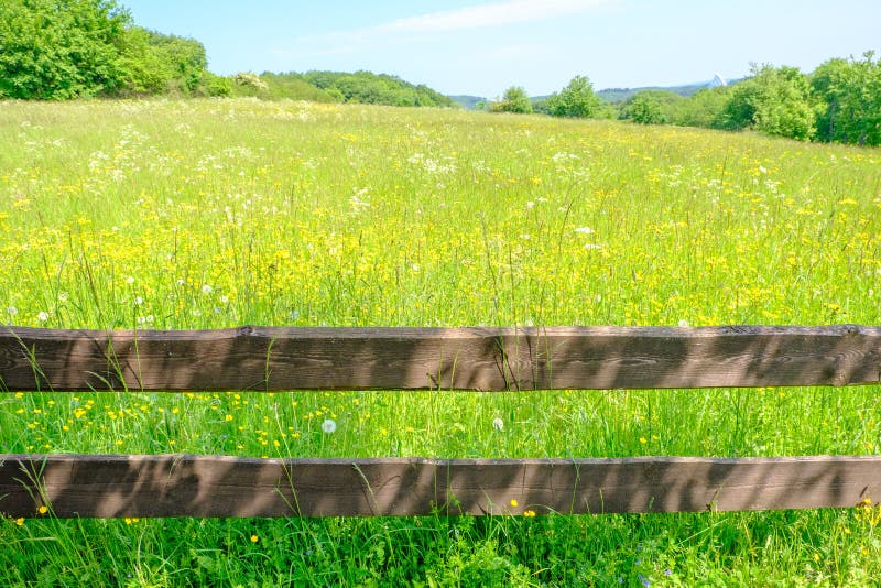 Grassy meadows stock photo. Image of horizon, fields - 213839554
