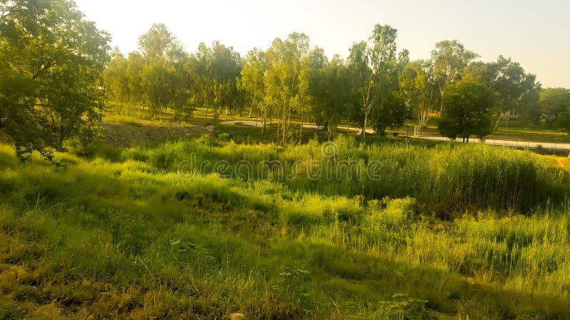 Grassy Park field stock photo. Image of park, field - 125037714