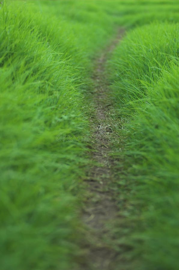 Green Field stock image. Image of grass, hills, path, croix - 2506427