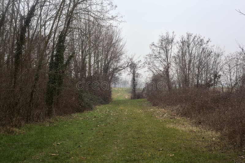 Grassy Path in a Grove that Borders an Embankment on a Cloudy Day in ...