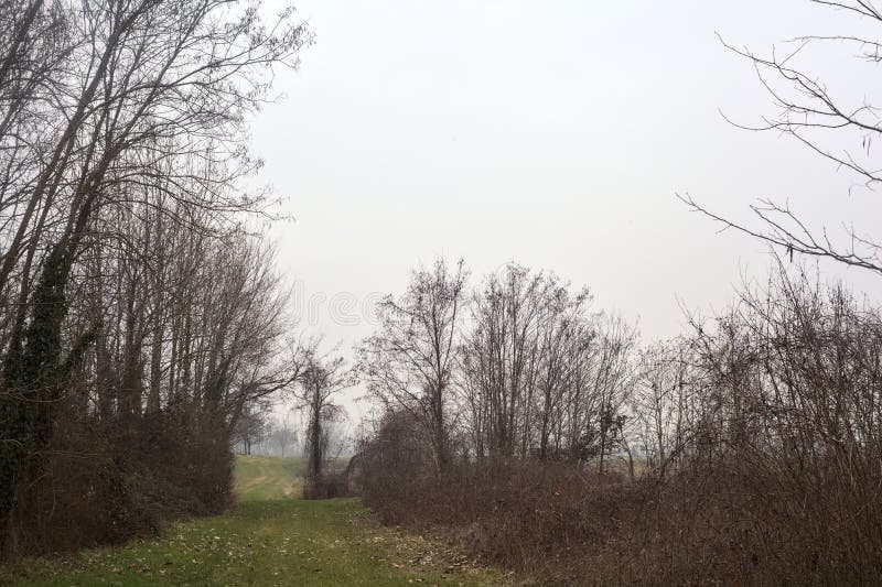Grassy Path in a Grove that Borders an Embankment on a Cloudy Day in ...