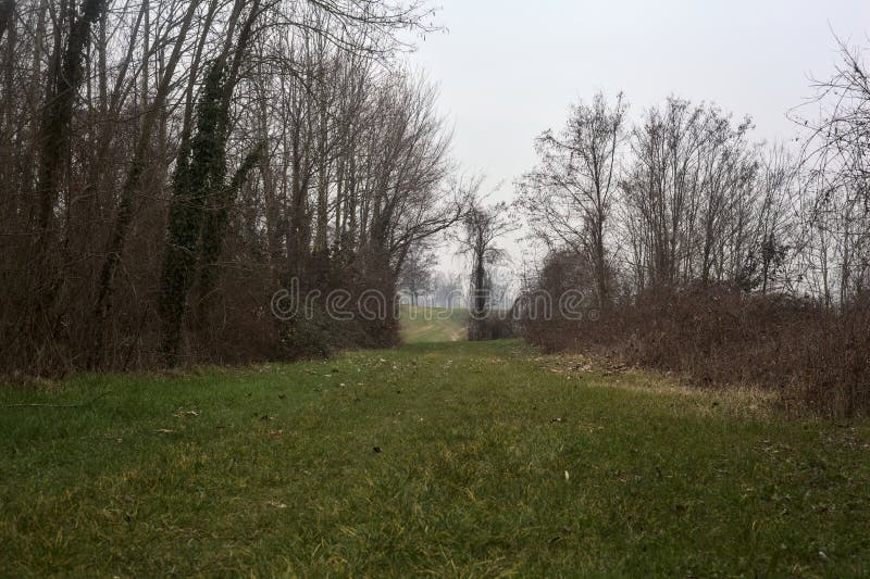 Grassy Path in a Grove that Borders an Embankment on a Cloudy Day in ...