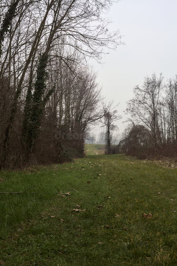 Grassy Path in a Grove that Borders an Embankment on a Cloudy Day in ...