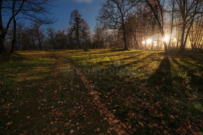 Grassy Path at Night with Light Coming through Trees Stock Photo ...