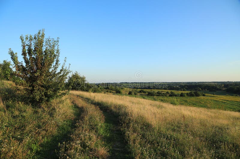 Car Traces on a Grass Near Tree Stock Photo - Image of tree, prairie ...