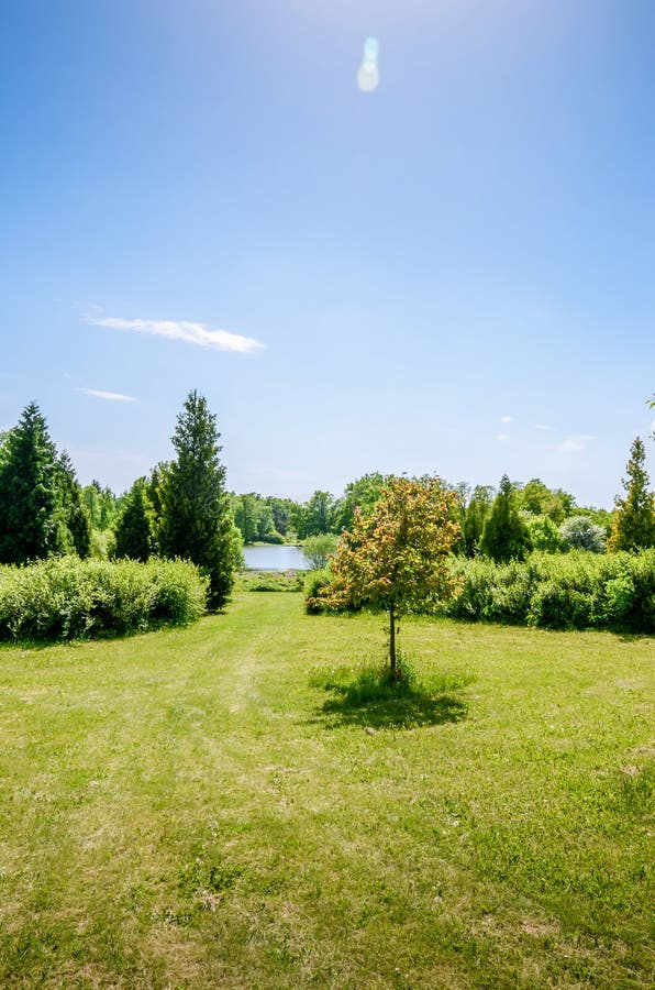 A Grassy Path To the Lake Around a Small Tree. Stock Photo - Image of ...