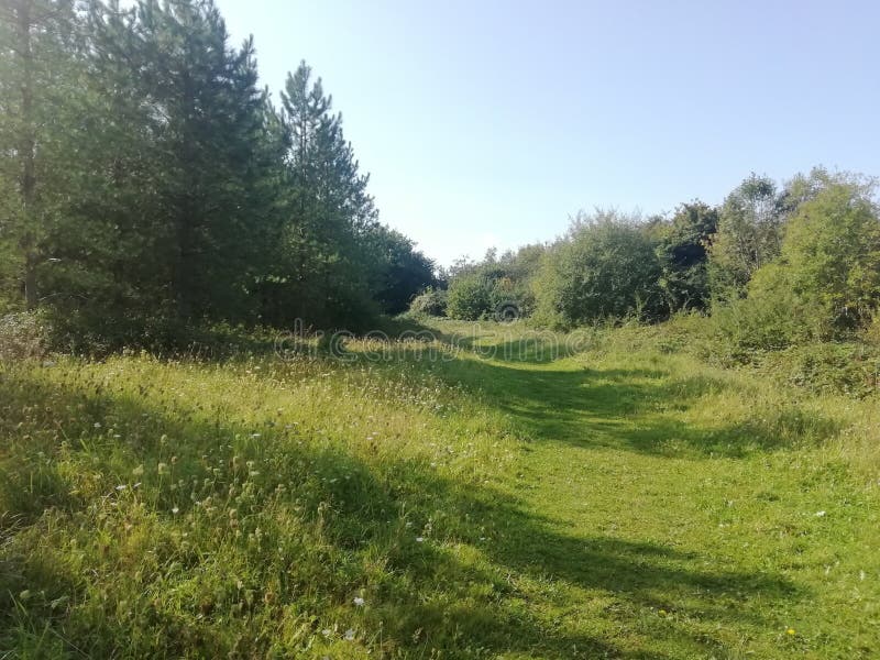 Grassy Path in a Wildflower Meadow through the Tall Trees on a Sunny ...