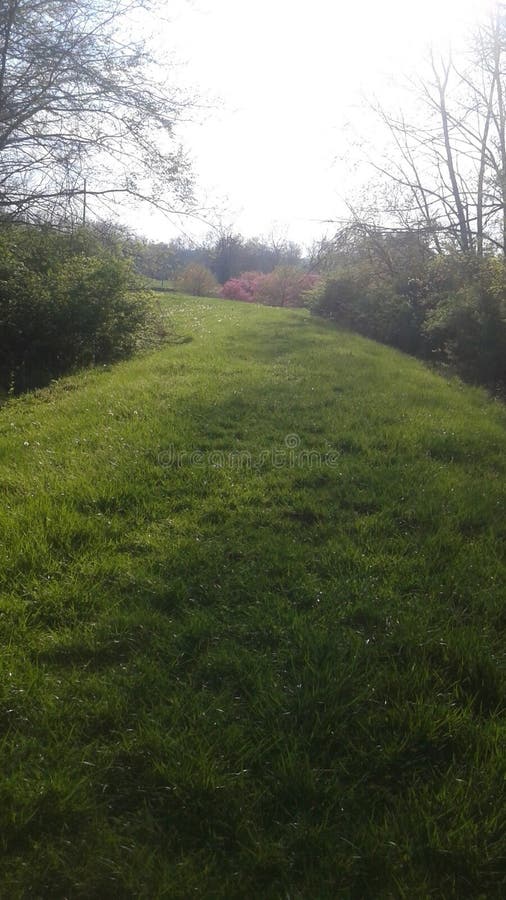 Grassy Path between the Trees Stock Photo - Image of clear, pathway ...