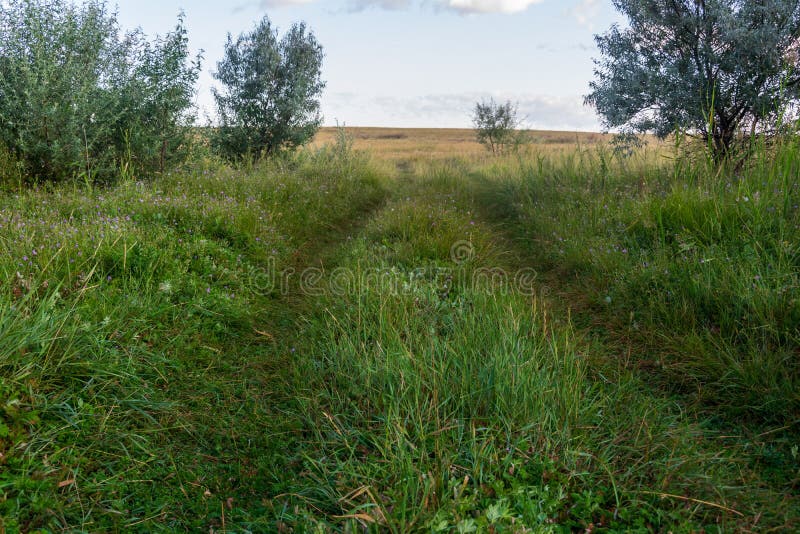 Grassy road. stock photo. Image of ground, natural, environment - 161524208