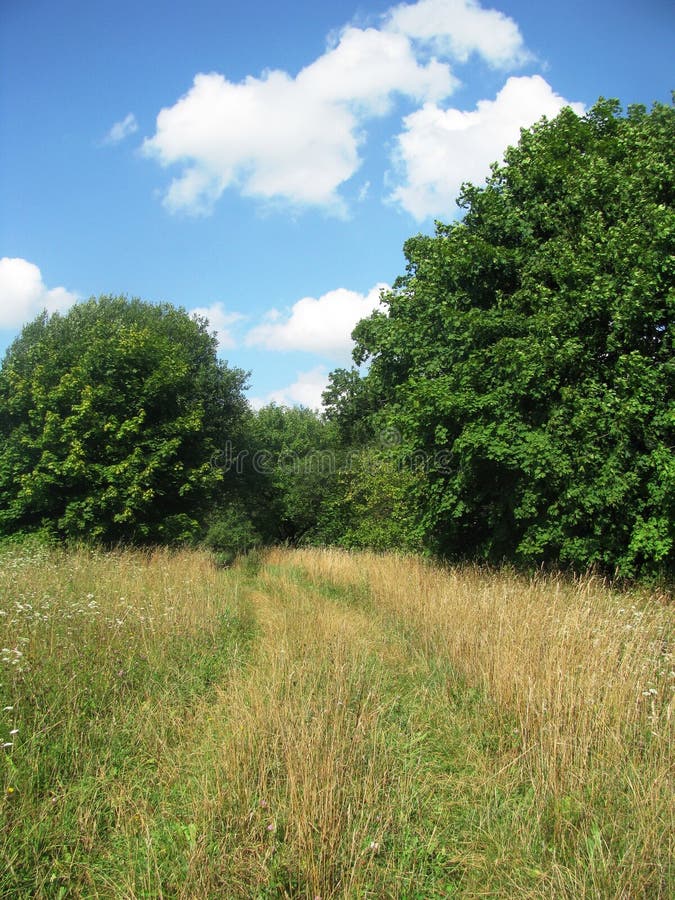 Grassy road stock photo. Image of garden, abandoned, tree - 33924906
