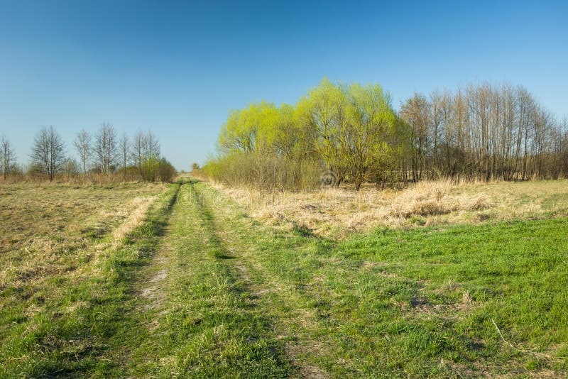 Grassy Road through Meadows and Trees, Spring View Stock Photo - Image ...