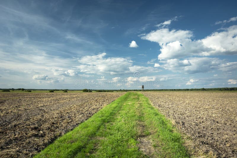 Grassy road from sun stock image. Image of trees, grassy - 152960593