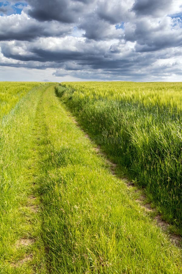 Grassy Road through Spring Fields Under Cloudy Sky Stock Photo - Image ...