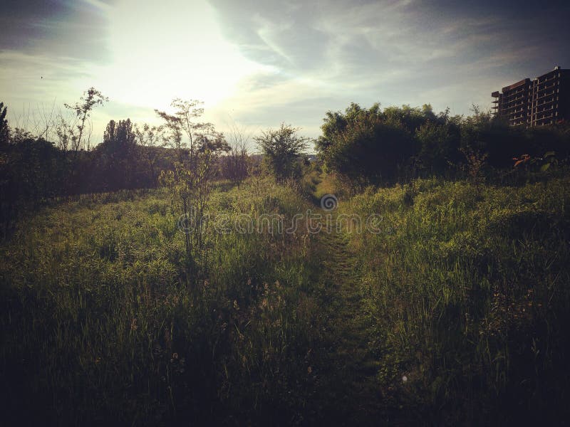 Grassy road from sun stock image. Image of trees, grassy - 152960593