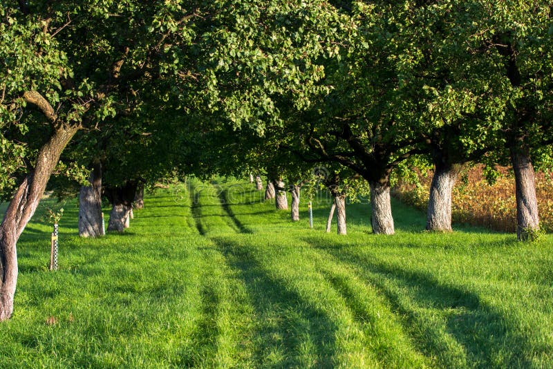 Grassy Road through Sunlit Alley Stock Image - Image of environment ...