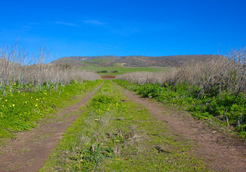 Grassy-Road-to-Mountain stock image. Image of yellow - 18106247