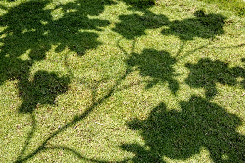 Grassy shadows stock photo. Image of green, sunny, tree - 153593844
