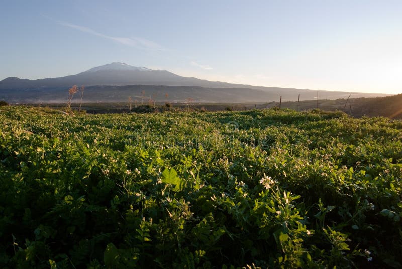 Grassy Squares and Etna Volcano Stock Image - Image of farming, foggy ...